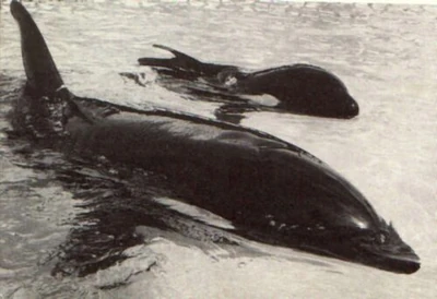 Photos of Ramu | Killer Whale Wiki | Fandom