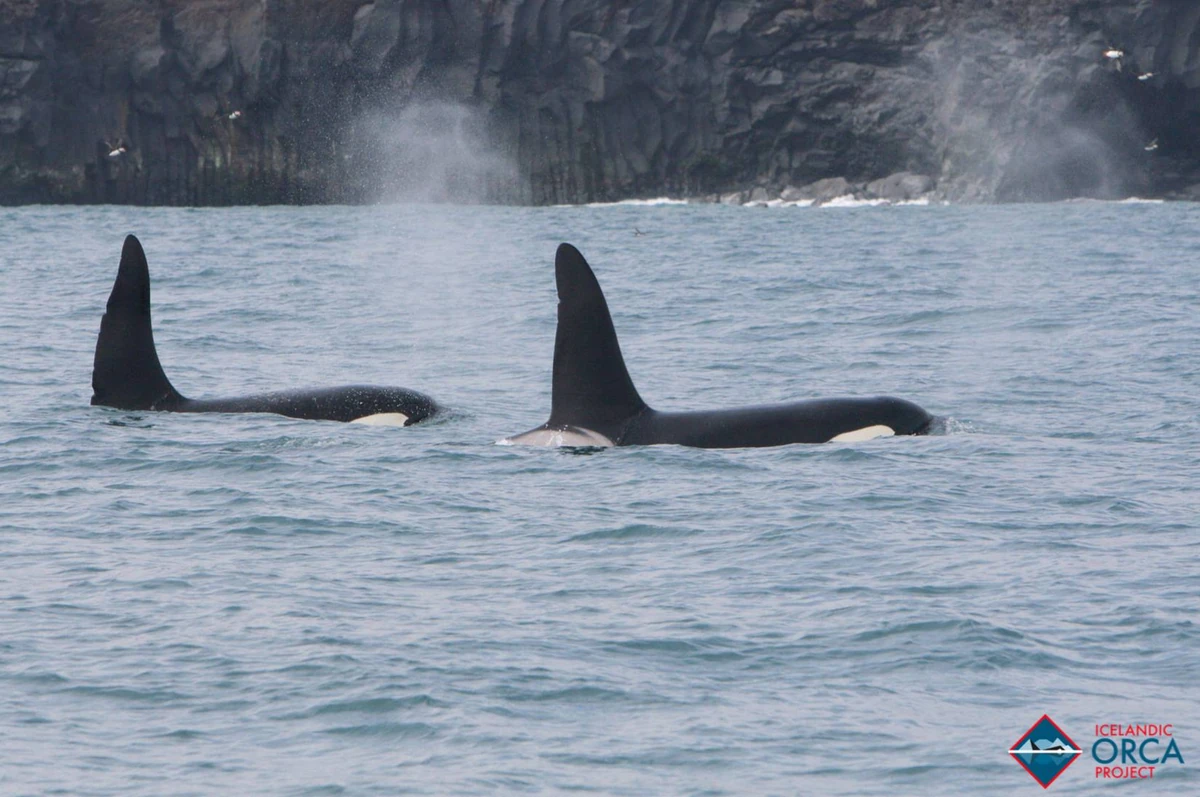 Photos of IS102 | Killer Whale Wiki | Fandom