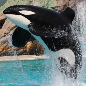 Ulises | Killer Whale Wiki | Fandom