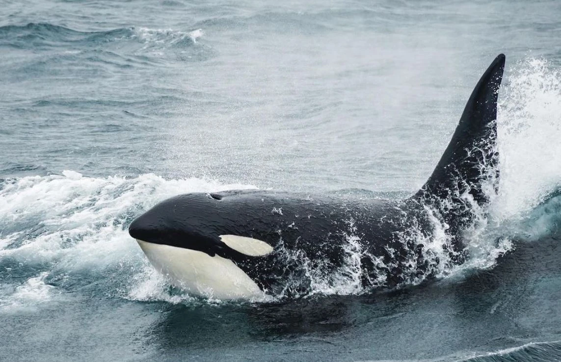 SN1149 | Killer Whale Wiki | Fandom