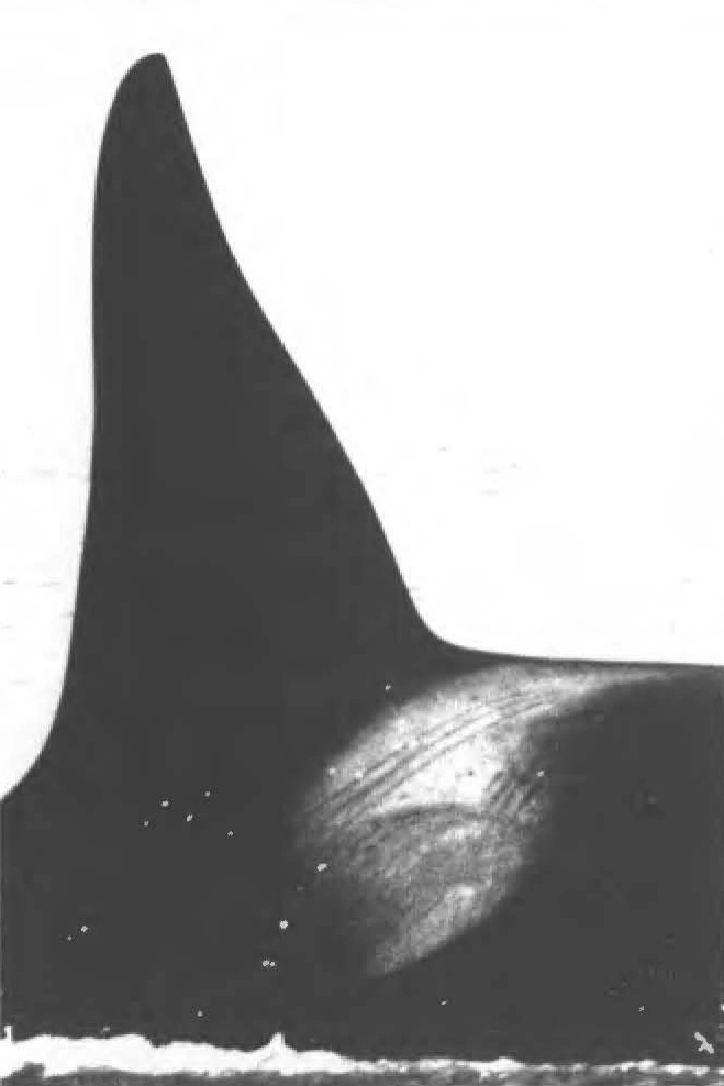 AT11 Ripple Fin | Killer Whale Wiki | Fandom