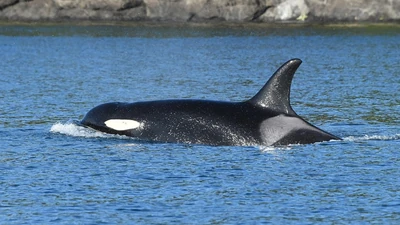 Photos of J22 Oreo | Killer Whale Wiki | Fandom