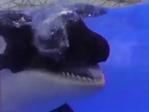 Videos of Kotar | Killer Whale Wiki | Fandom