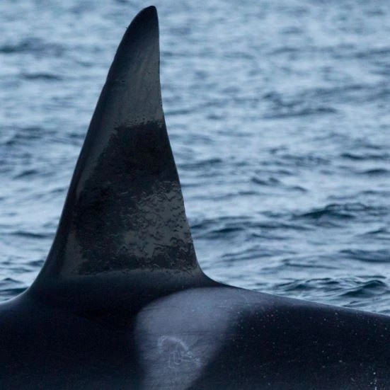 NKW-0031 | Killer Whale Wiki | Fandom