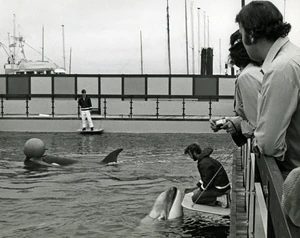 Photos of Chimo | Killer Whale Wiki | Fandom