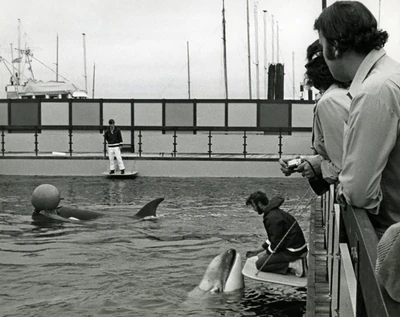 Photos of Chimo | Killer Whale Wiki | Fandom