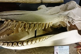 Kanduke | Killer Whale Wiki | Fandom