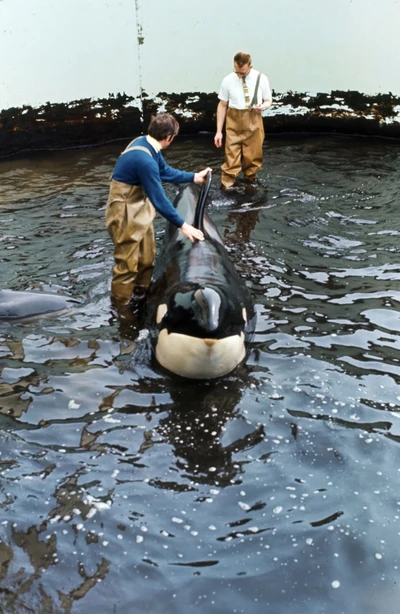 Photos of Kandu | Killer Whale Wiki | Fandom
