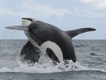 J26 Mike | Killer Whale Wiki | Fandom