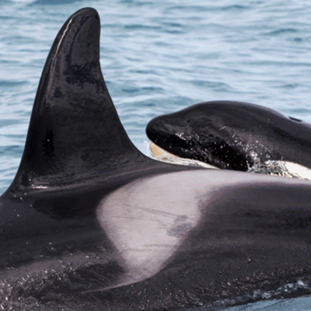 NKW-0614 | Killer Whale Wiki | Fandom