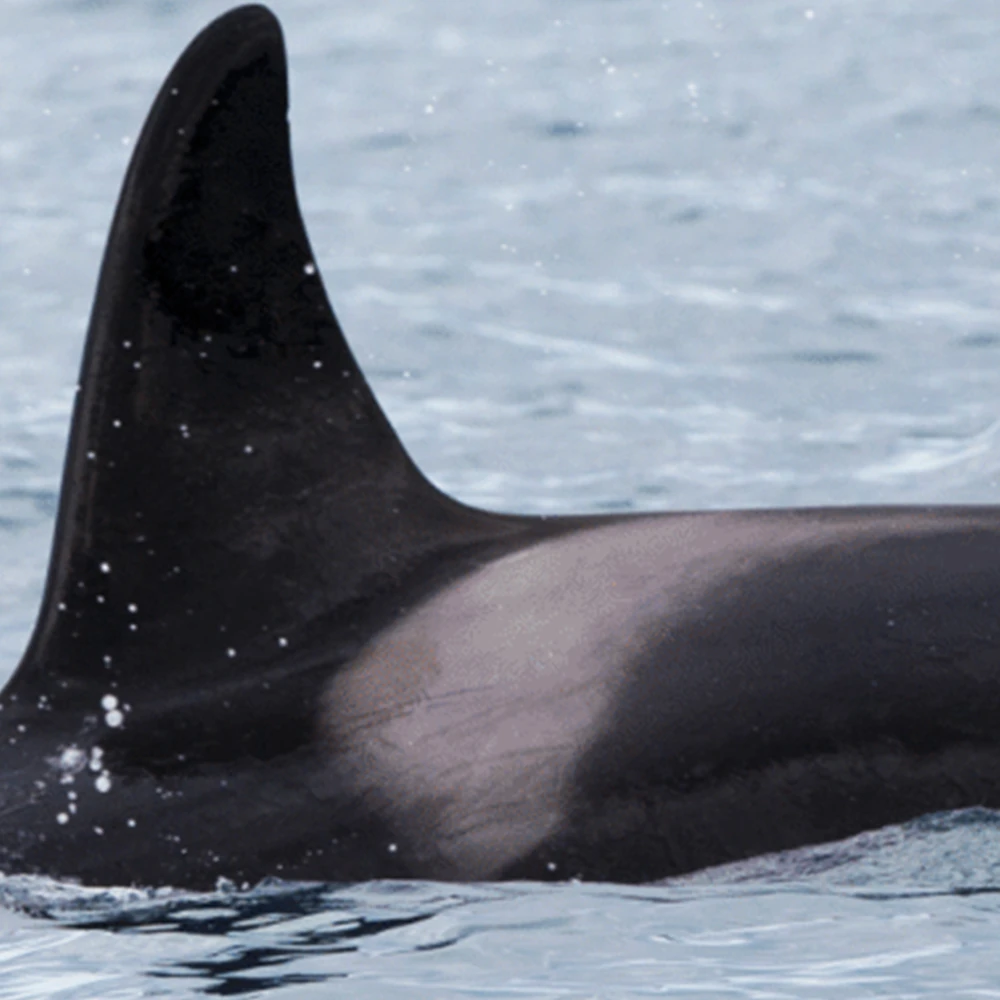 NKW-0914 | Killer Whale Wiki | Fandom