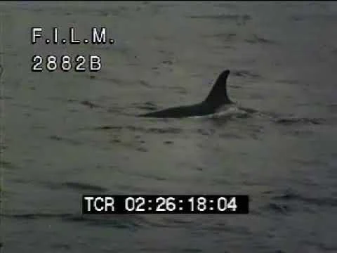 Videos of Shamu | Killer Whale Wiki | Fandom