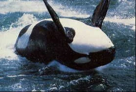 Photos of Hugo | Killer Whale Wiki | Fandom