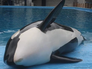 Photos of Takara | Killer Whale Wiki | Fandom