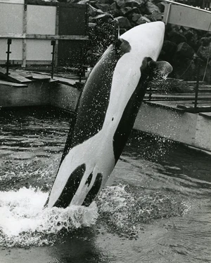 Photos of Haida | Killer Whale Wiki | Fandom