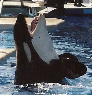 Photos of Kalina | Killer Whale Wiki | Fandom