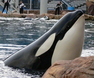 Photos of Taima | Killer Whale Wiki | Fandom
