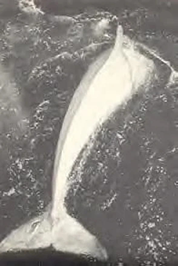 Photos of Chimo | Killer Whale Wiki | Fandom