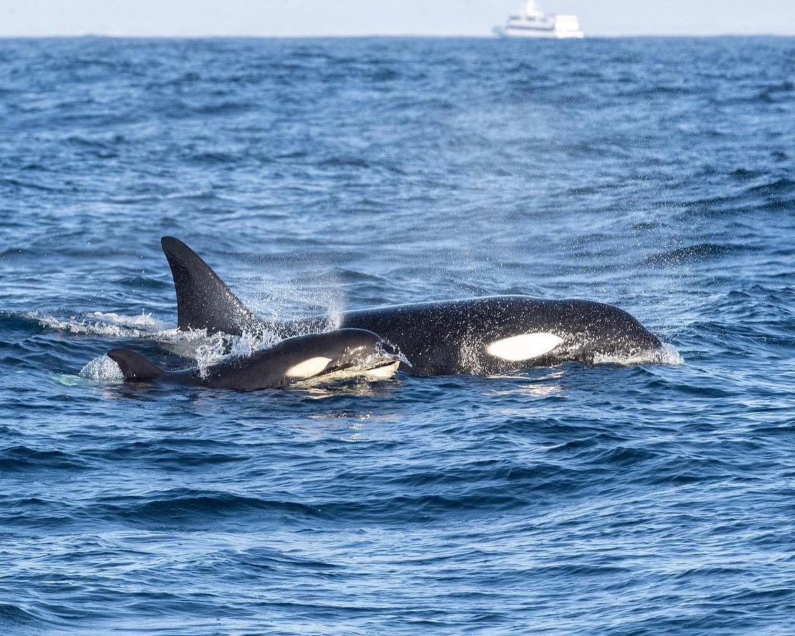 CA23A1 | Killer Whale Wiki | Fandom