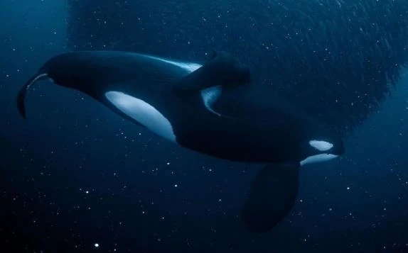 NKW-0063 Flappy | Killer Whale Wiki | Fandom