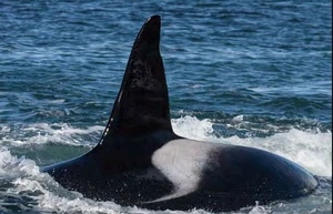 Photos of PTN-001 Mel | Killer Whale Wiki | Fandom