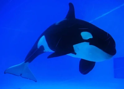 Photos of Nukka | Killer Whale Wiki | Fandom