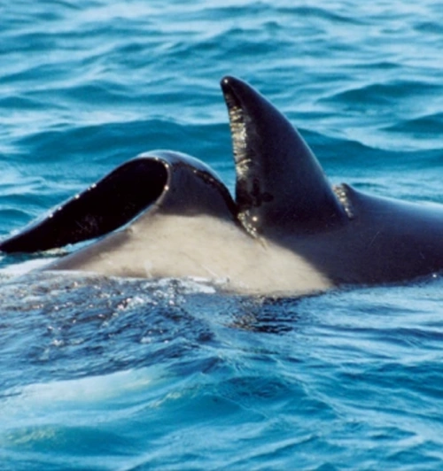 Photos of EA 0002 Split Fin | Killer Whale Wiki | Fandom