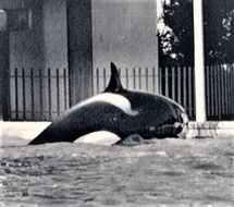 Orkid | Killer Whale Wiki | Fandom