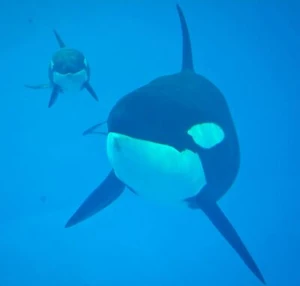 Photos of Takara | Killer Whale Wiki | Fandom