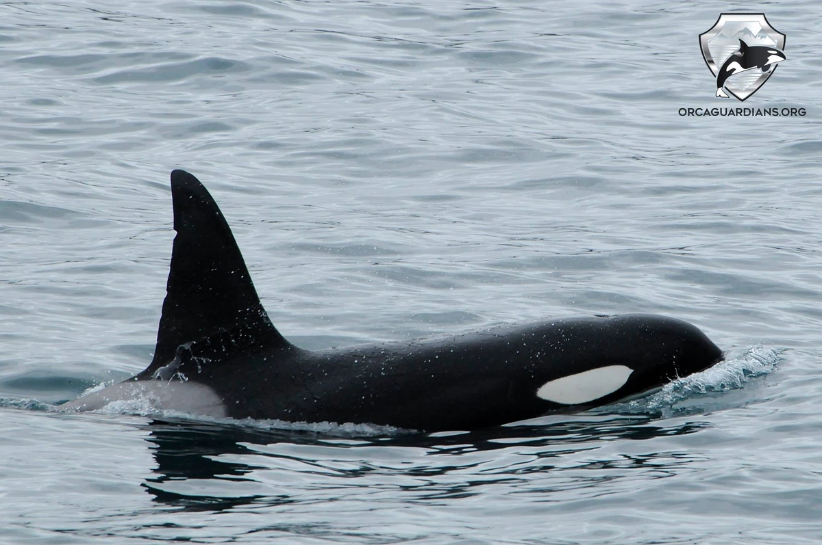 SN019 Phantom | Killer Whale Wiki | Fandom