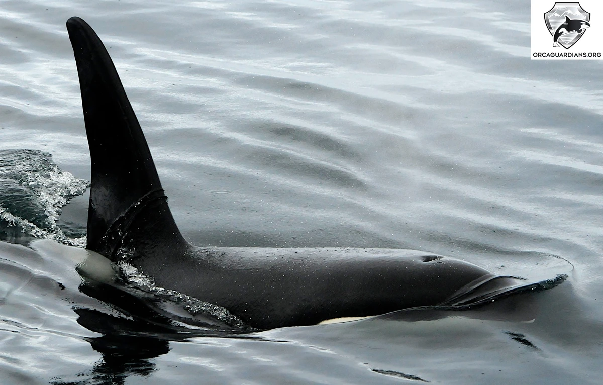Photos of SN029 Stormur | Killer Whale Wiki | Fandom