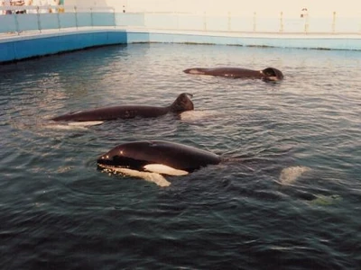 Photos of Tilikum | Killer Whale Wiki | Fandom