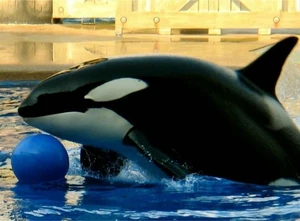 Photos of Takara | Killer Whale Wiki | Fandom