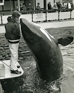 Photos of Haida | Killer Whale Wiki | Fandom