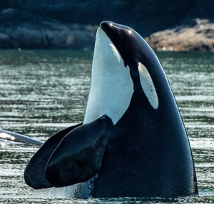 Photos of J22 Oreo | Killer Whale Wiki | Fandom