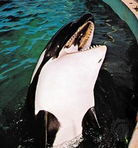 Photos of Hugo | Killer Whale Wiki | Fandom