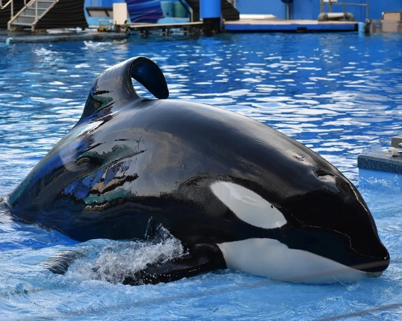 Trua | Killer Whale Wiki | Fandom