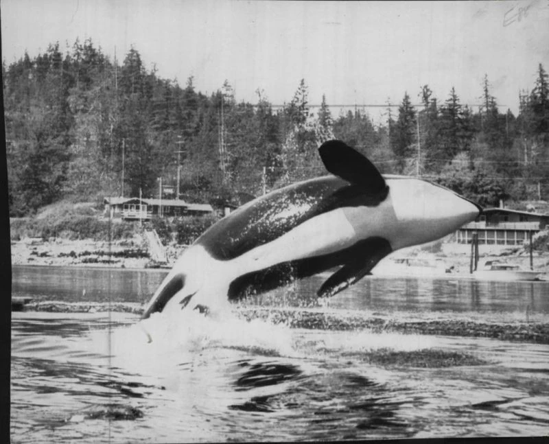 Irving | Killer Whale Wiki | Fandom