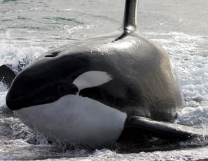 Photos of PTN-001 Mel | Killer Whale Wiki | Fandom