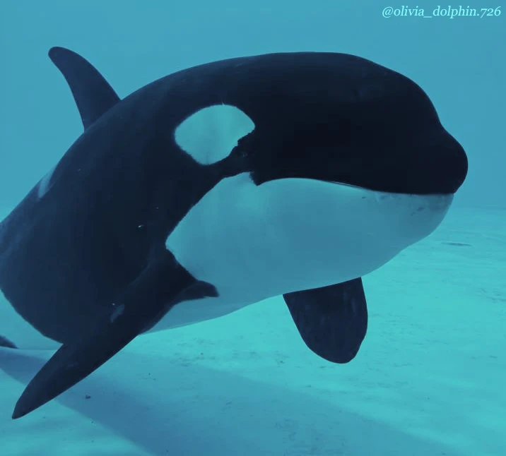 Nukka | Killer Whale Wiki | Fandom