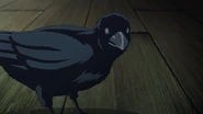 Kasugai Crow | Kimetsu no Yaiba Wiki | Fandom