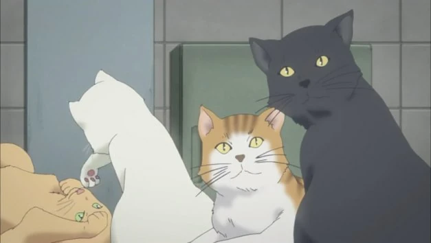 The cats | Kimi To Boku Wiki | Fandom