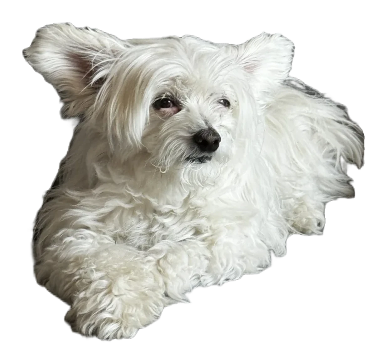 Mini (Character) | Kimulator's Films Wiki | Fandom