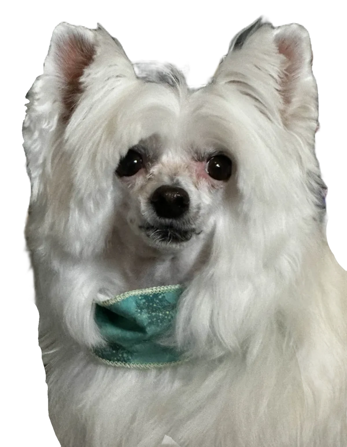 Mini Lagacé (Actor) | Kimulator's Films Wiki | Fandom