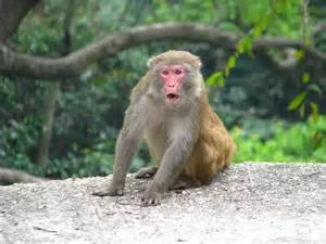 Snow monkey | Kinectimals Wiki | Fandom