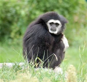 Gibbon | Kinectimals Wiki | Fandom