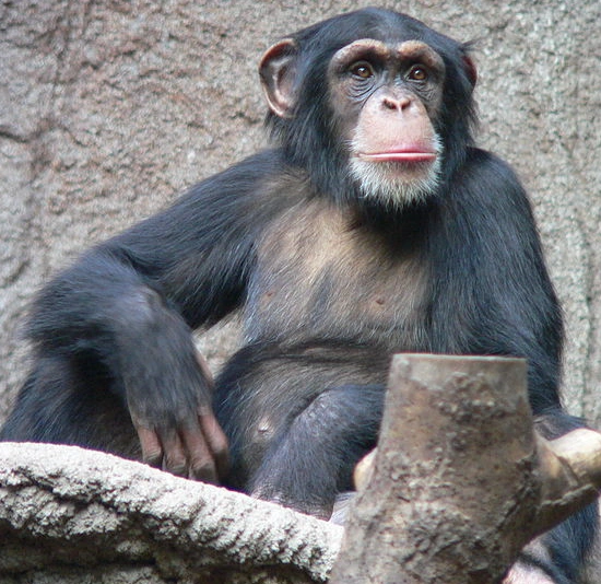 Primates | Kingdom Animalia Wiki | Fandom