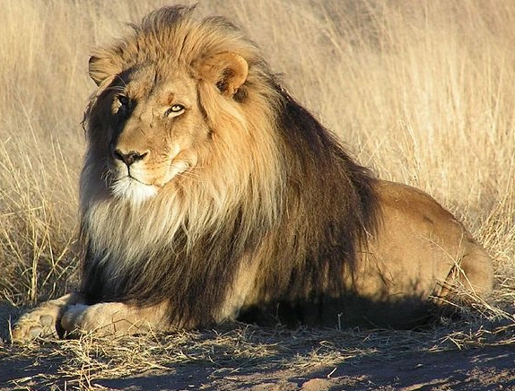 Kingdom Animalia Wiki | Fandom