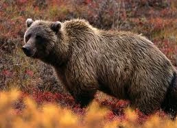 Bears | Kingdom Animalia Wiki | Fandom