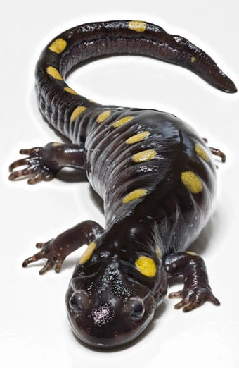 Amphibians | Kingdom Animalia Wiki | Fandom